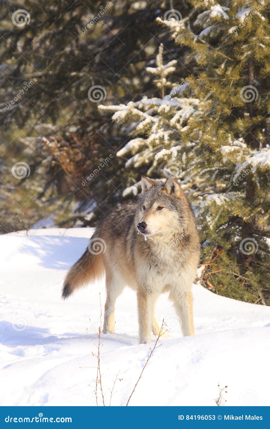 Timber Wolf in Scenic Photograph Stock Image - Image of living, courage ...