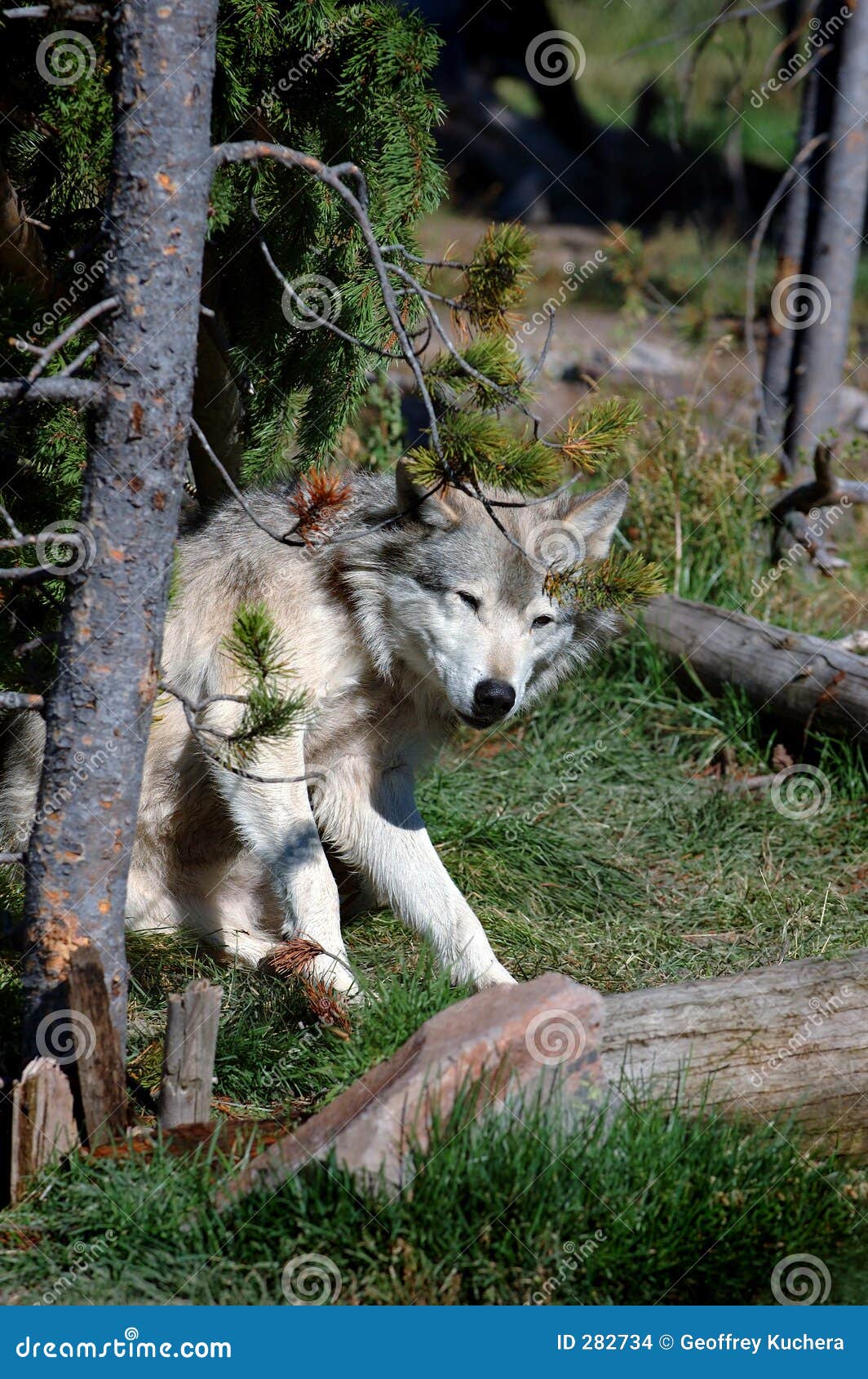 Timber Wolf Scratching Picture. Image: 282734