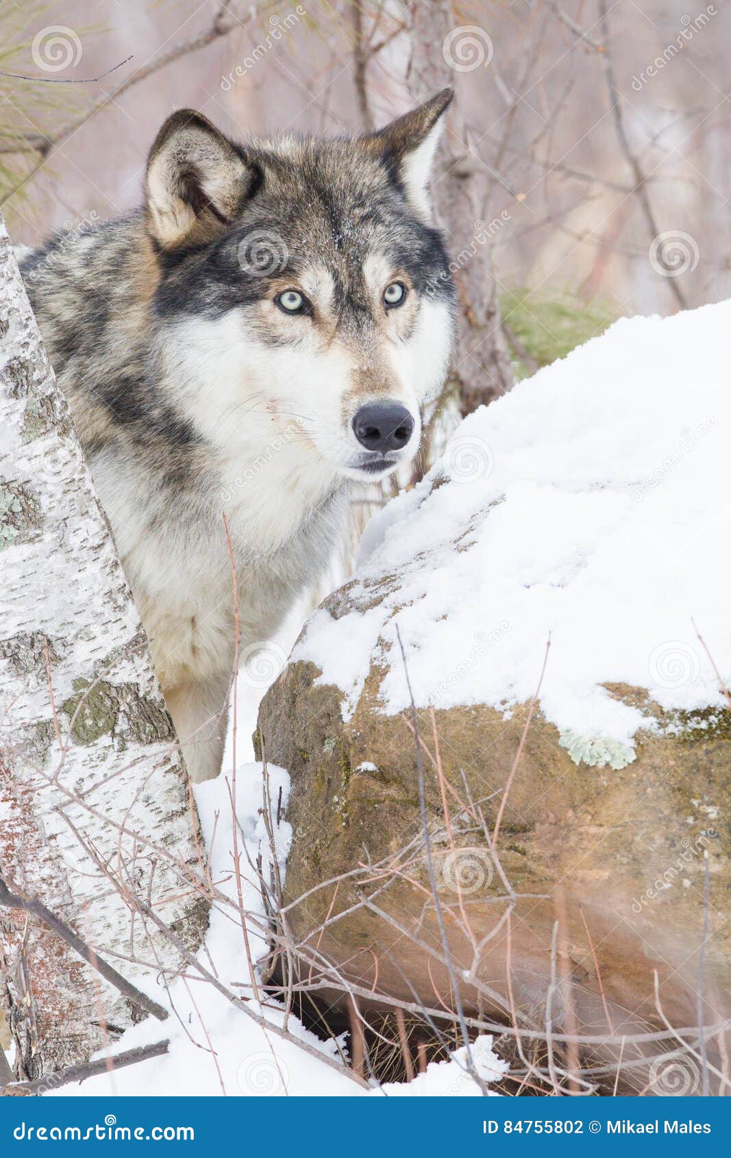 Wolf Side Profile Stock Image | CartoonDealer.com #185959015