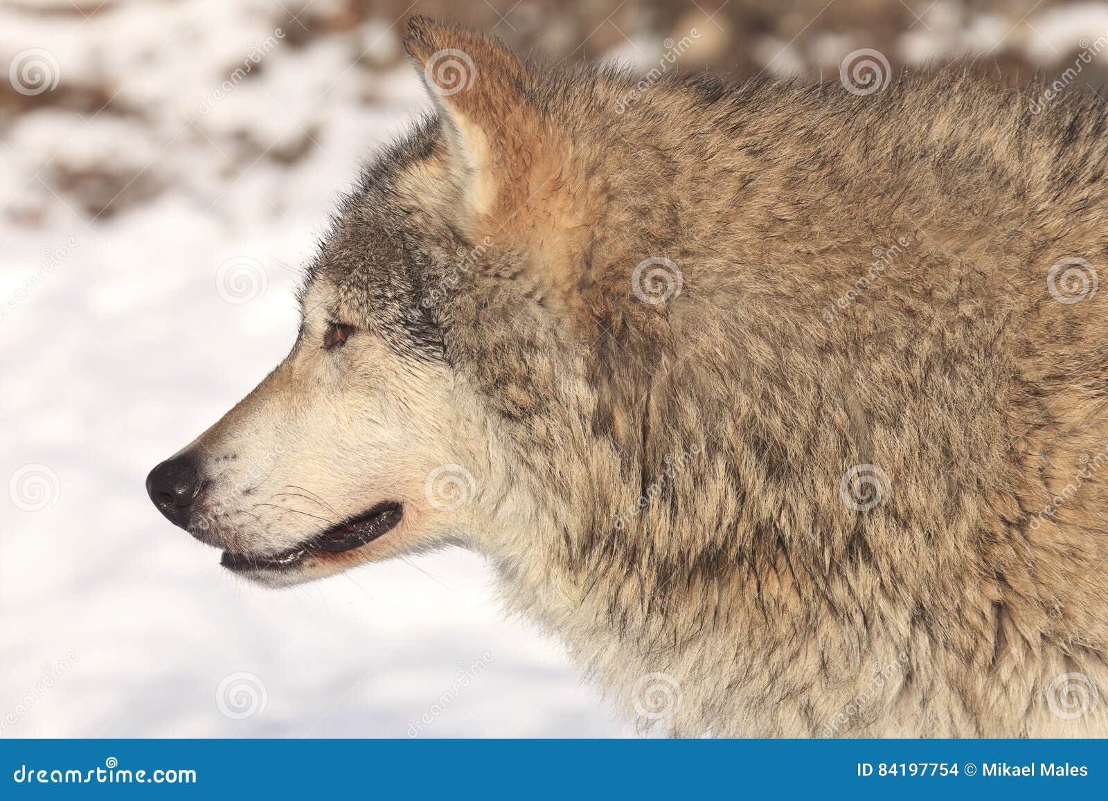 Wolf Side Profile Stock Image | CartoonDealer.com #185959015