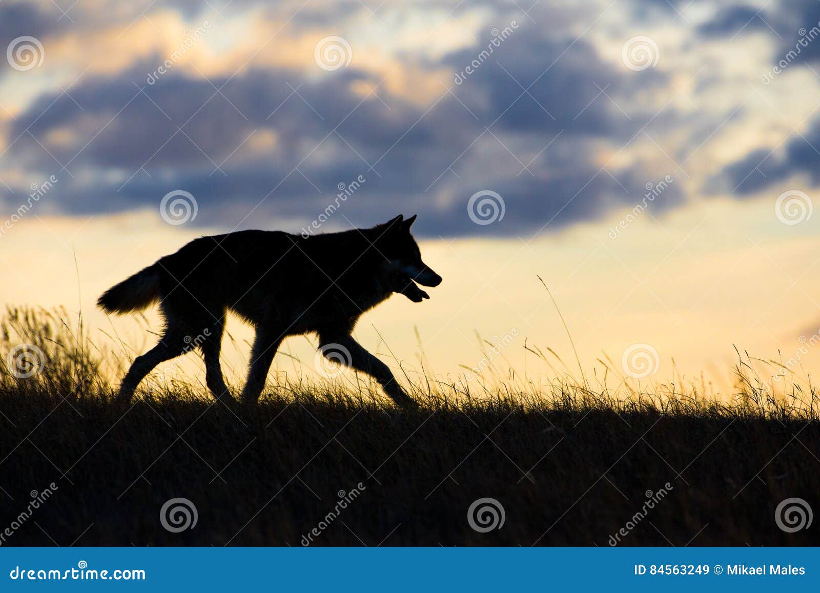 Timber Wolf Silhouette at Sunset Stock Image - Image of bright ...