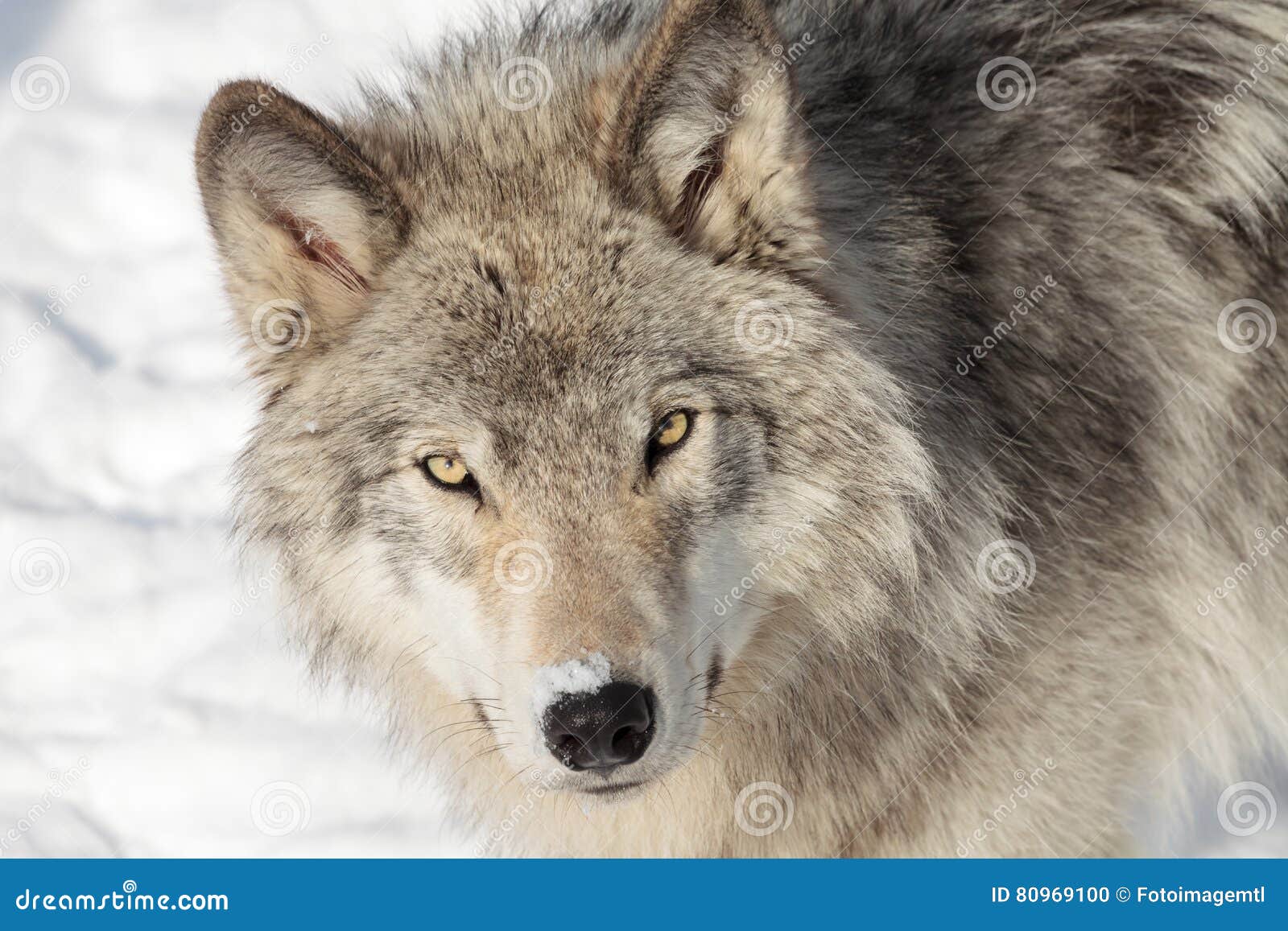 Timber wolf in the snow stock photo. Image of carnivore - 80969100
