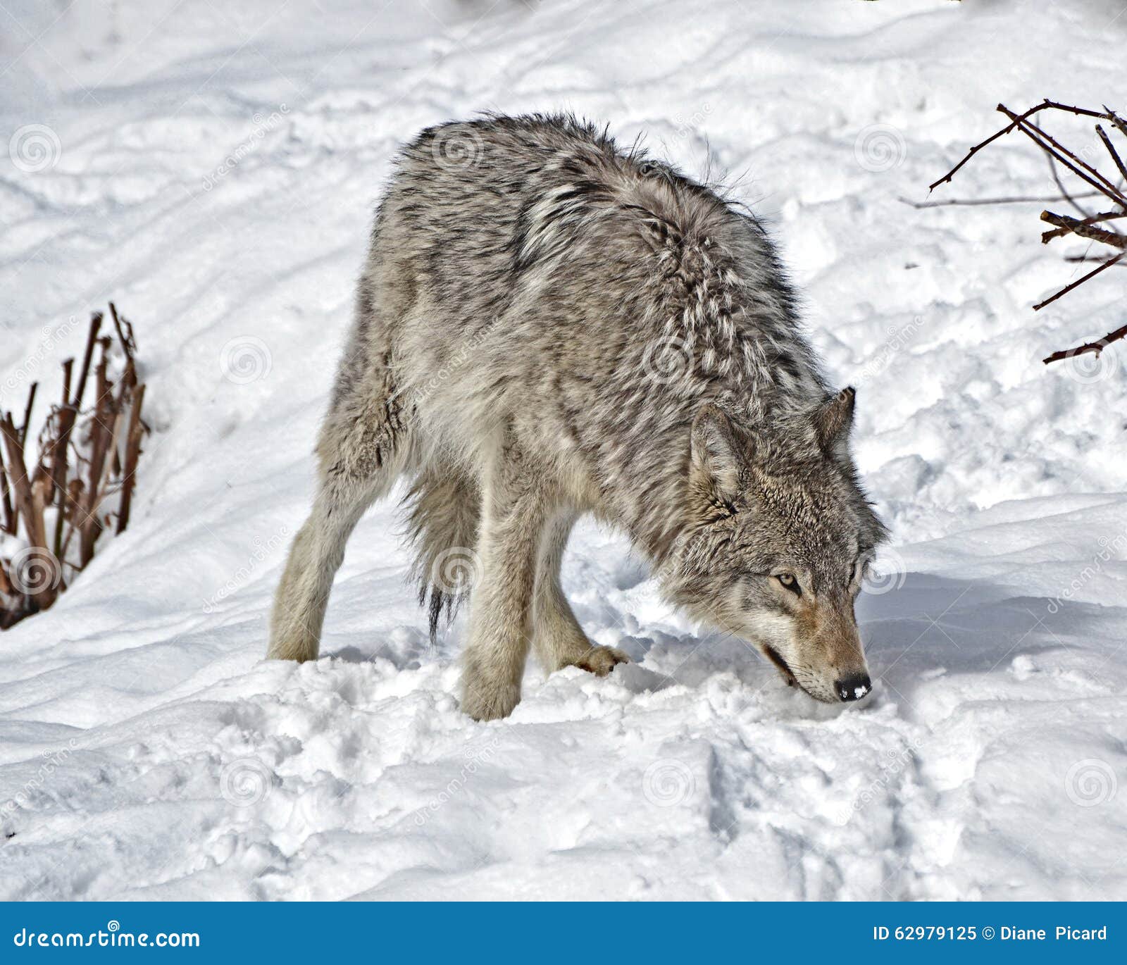 Timber Wolf stock image. Image of wolves, grey, nature - 62979125
