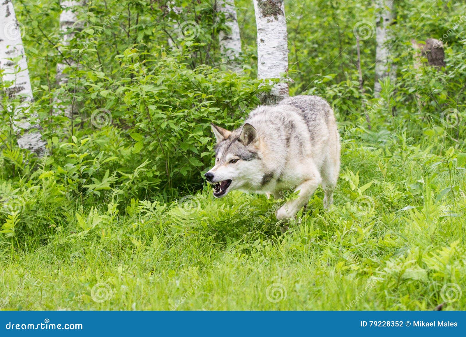 Timber Wolf in Springtime Acting Aggressive Stock Photo - Image of ...