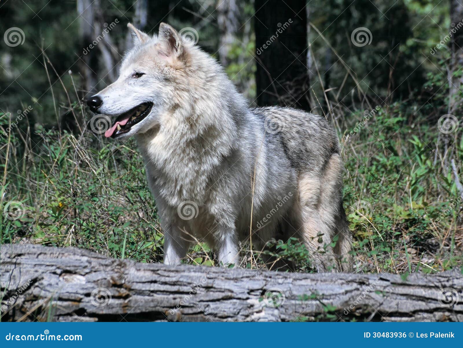 Timber wolf stock photo. Image of wolf, animal, timber - 30483936