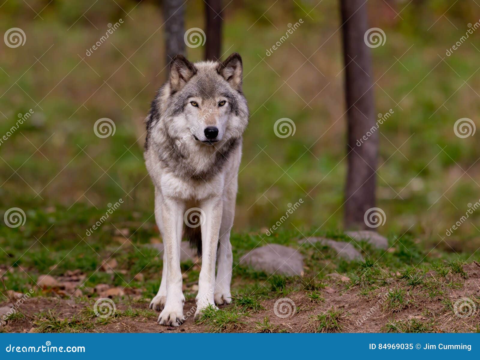A Lone Timber Wolf or Grey Wolf (Canis Lupus) on a Rocky Cliff on an ...
