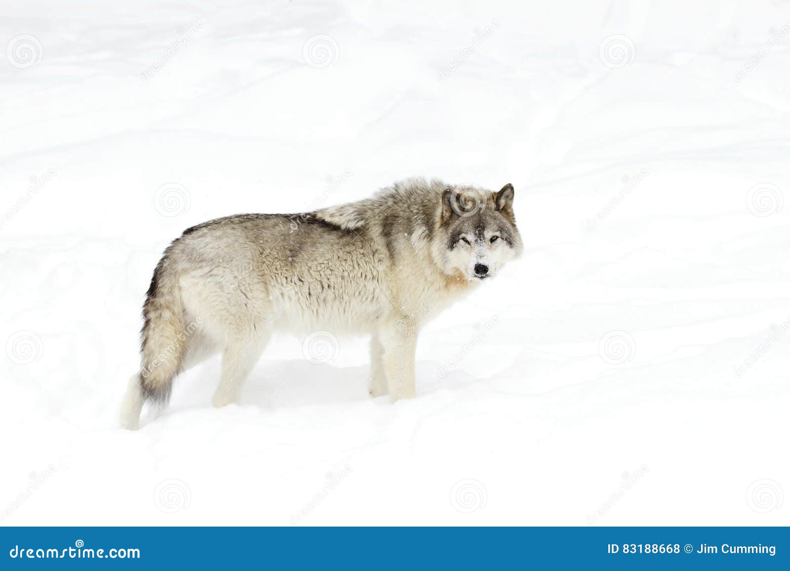 A Lone Timber Wolf or Grey Wolf (Canis Lupus) Isolated Against a White ...