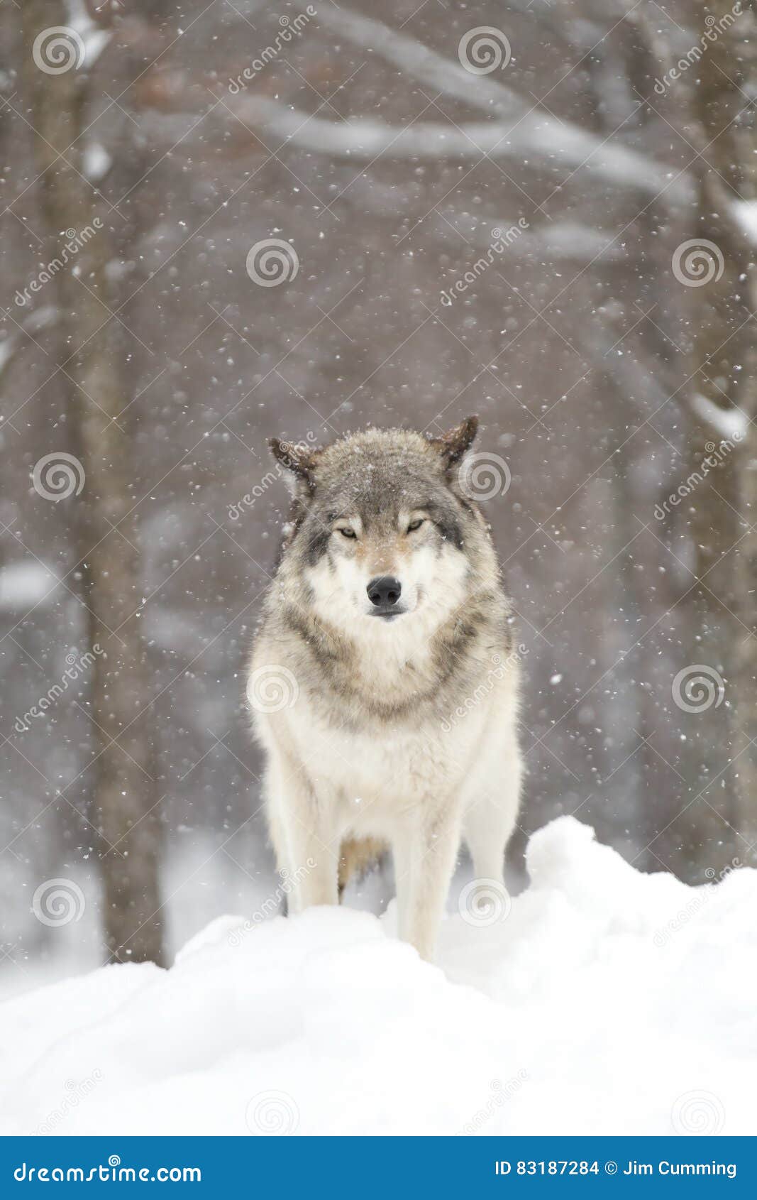 A Lone Timber Wolf or Grey Wolf (Canis Lupus) Standing in a Snow ...