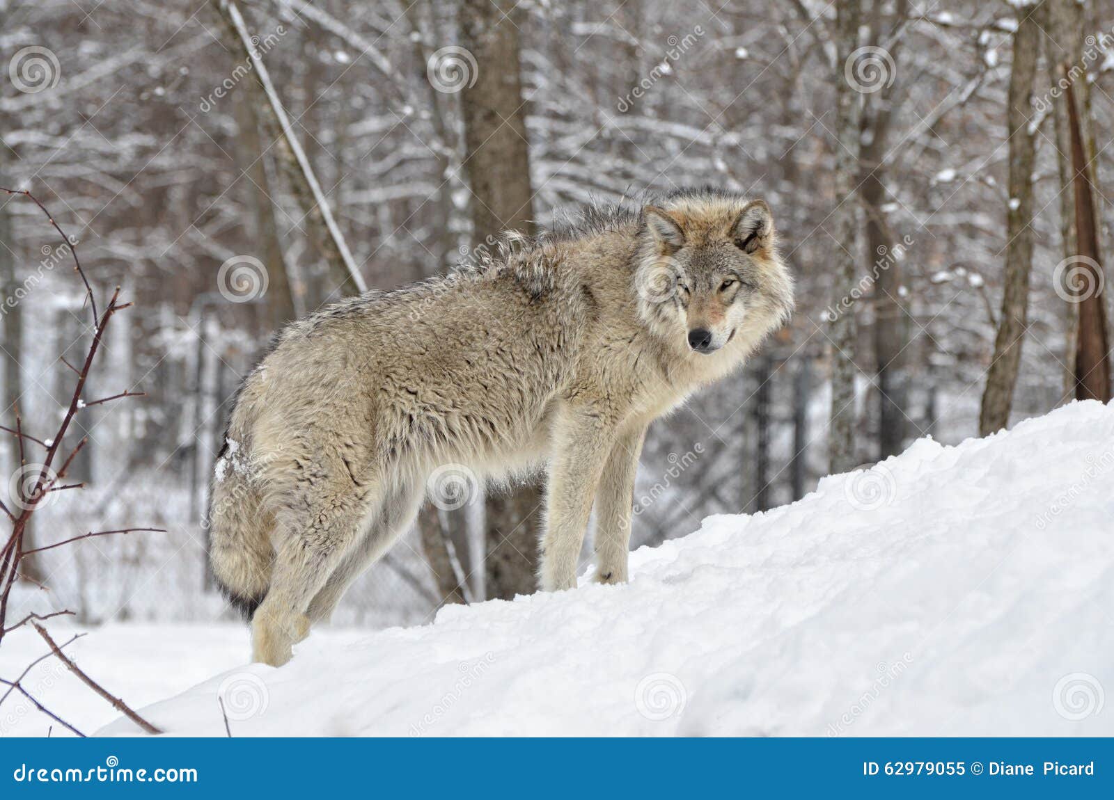 Timber Wolf stock image. Image of pack, timber, wild - 62979055