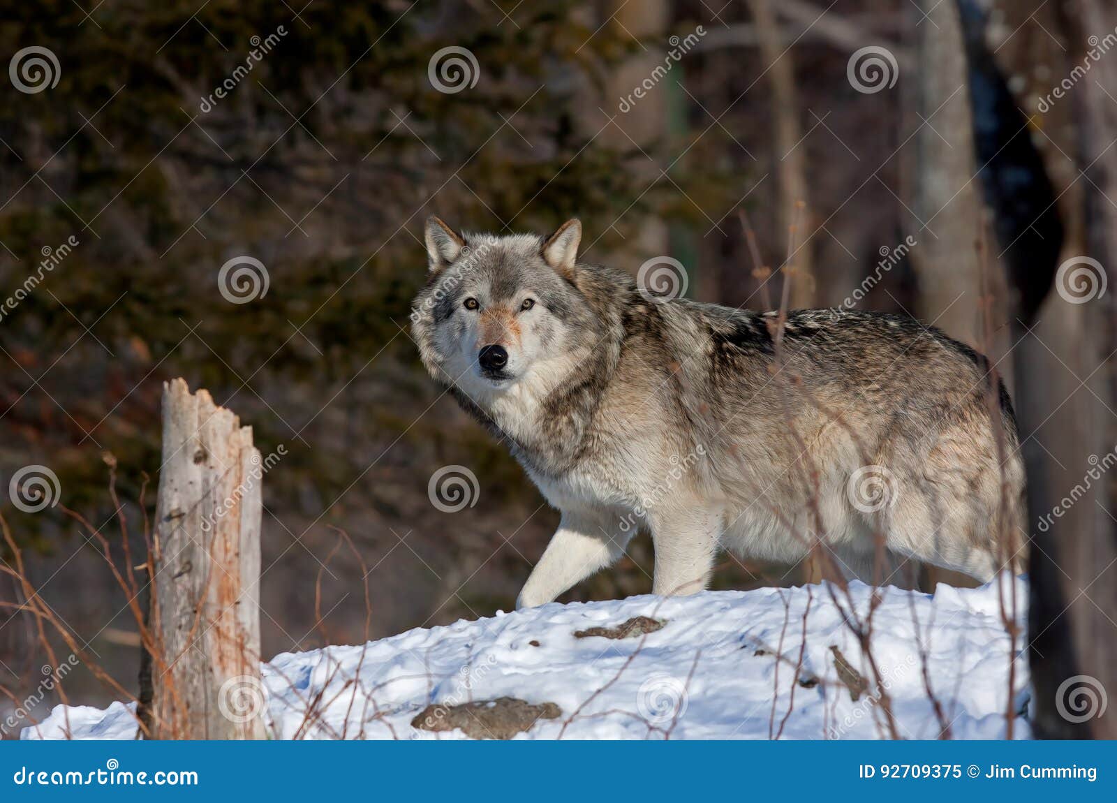 A Lone Timber Wolf or Grey Wolf (Canis Lupus) Standing in the Winter ...