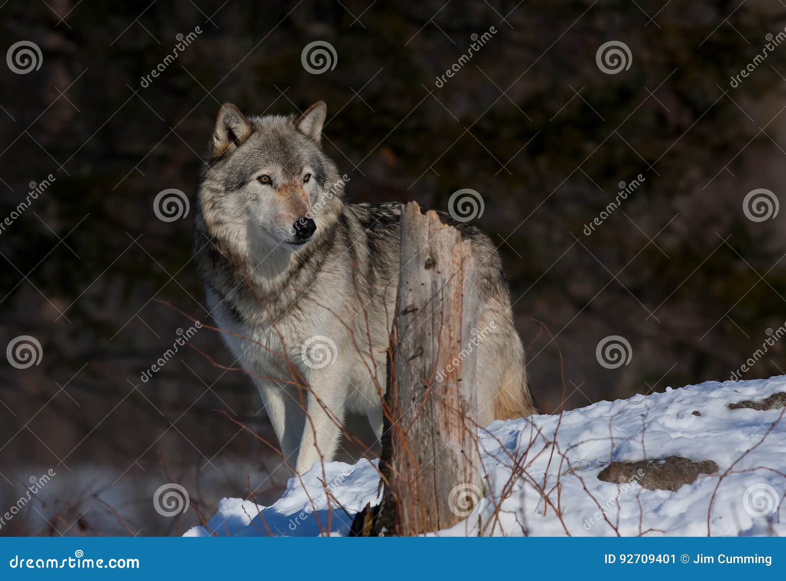 A Lone Timber Wolf or Grey Wolf (Canis Lupus) Walking in the Snow in ...