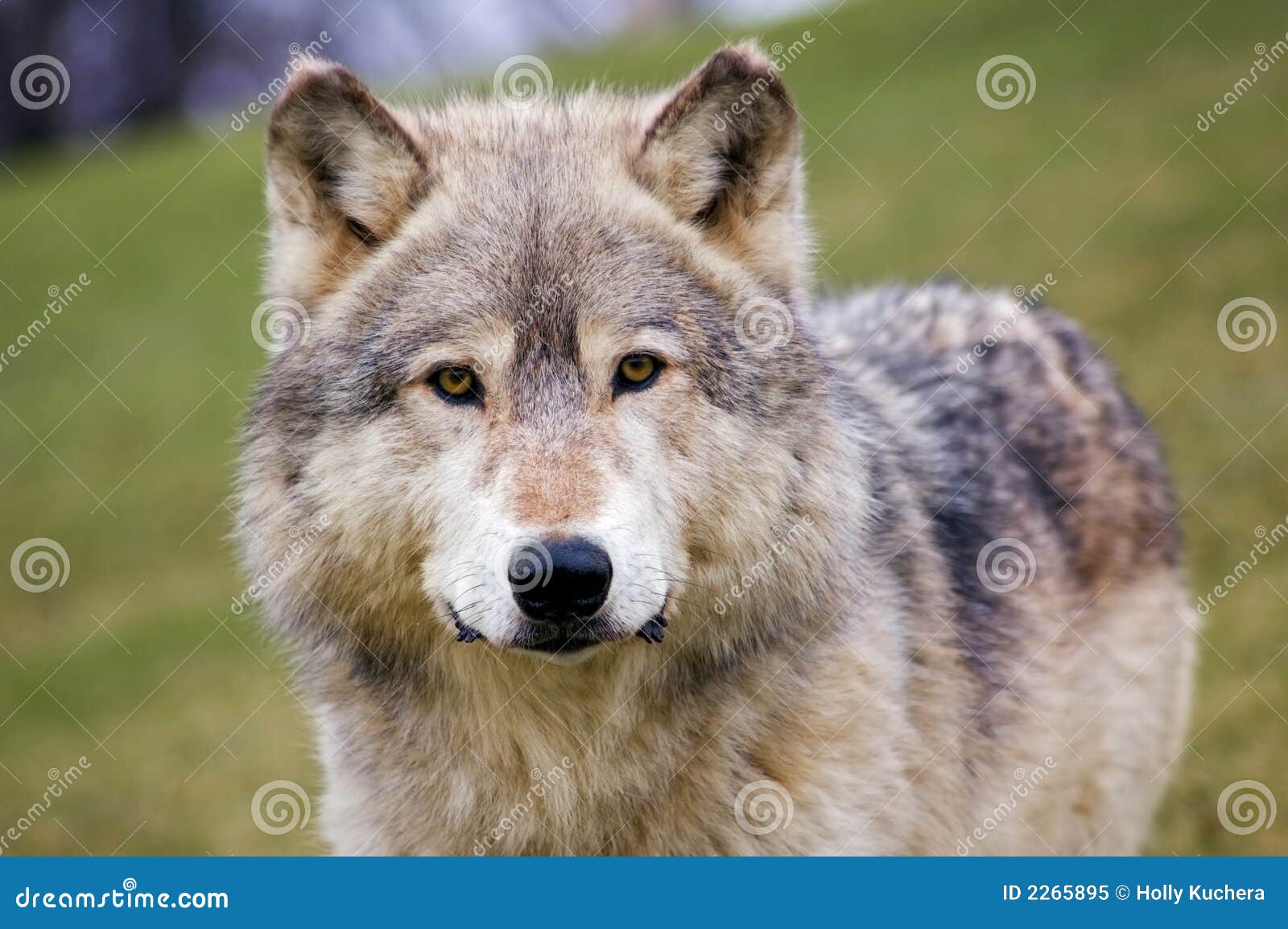Timber Wolf Stares at Viewer Stock Image - Image of watch, outdoors ...