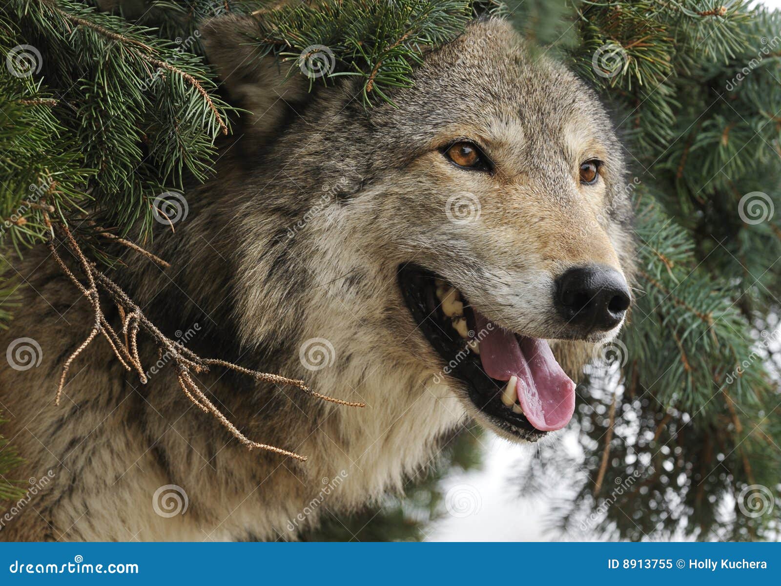 Timber Wolf Sticks Head Out from Under Pine Tree Stock Image - Image of ...