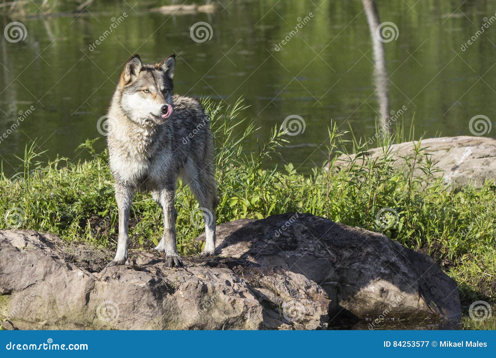 Timber wolf by stream stock image. Image of animals, watching - 84253577