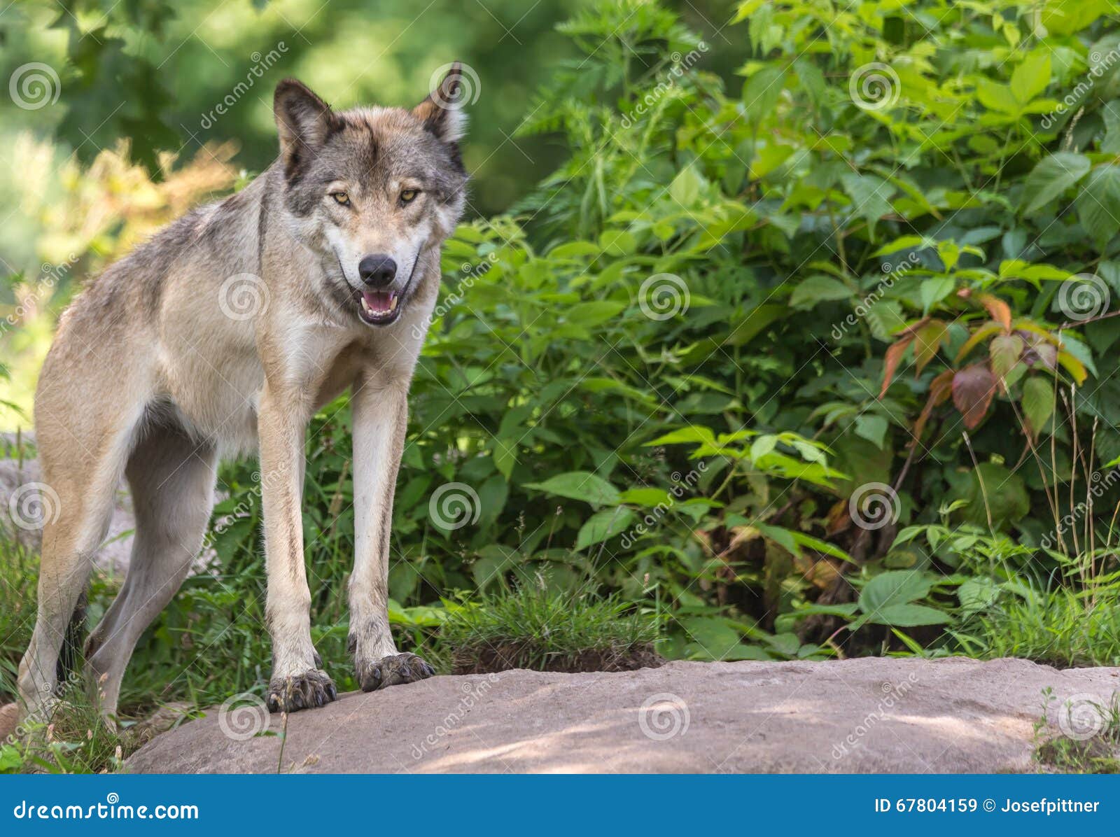 A Timber Wolf in summer stock image. Image of head, gray - 67804159