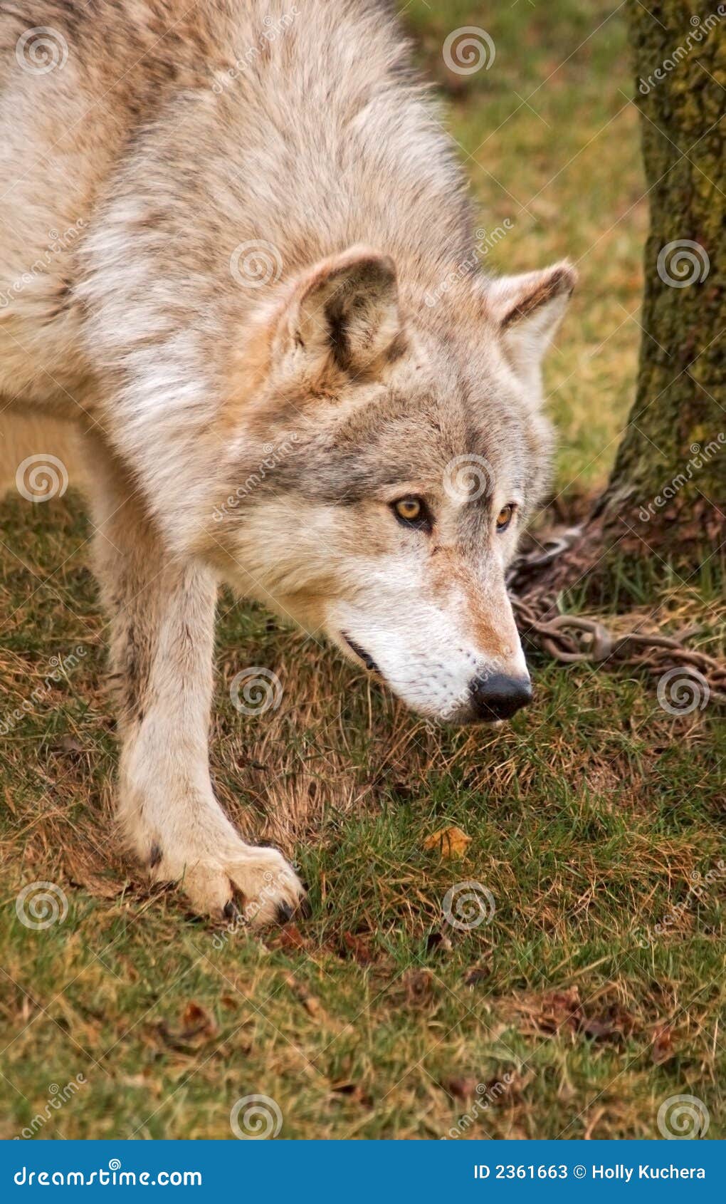 Timber Wolf - Tree with Chain Stock Image - Image of interested, trap ...