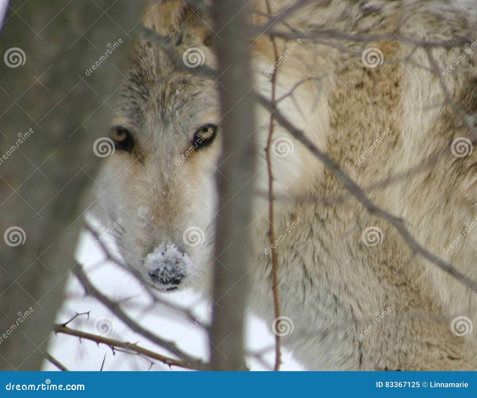Timber wolf in trees stock image. Image of grey, watching - 83367125