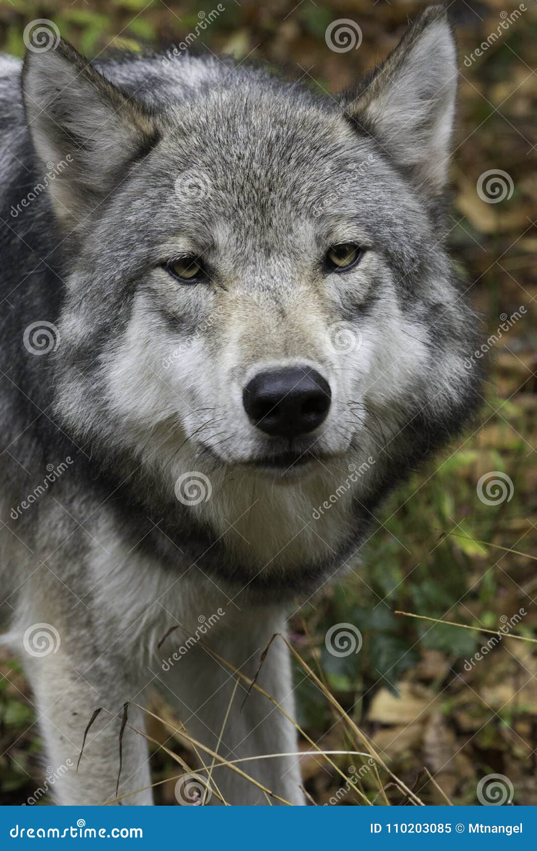 Timber wolf vertical stock image. Image of canis, thick - 110203085