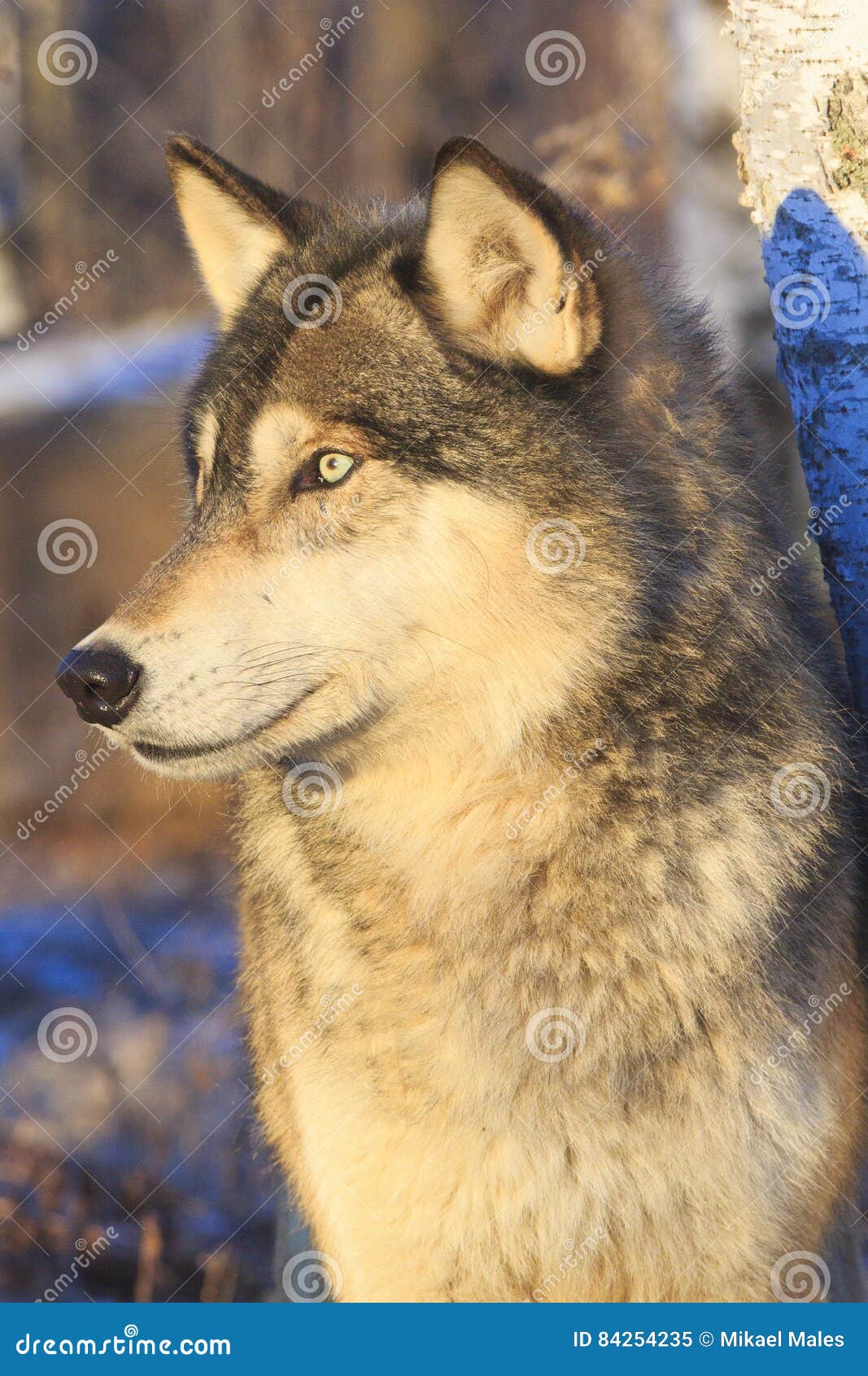 Timber Wolf Vertical Portrait Stock Image - Image of portrait, plains ...