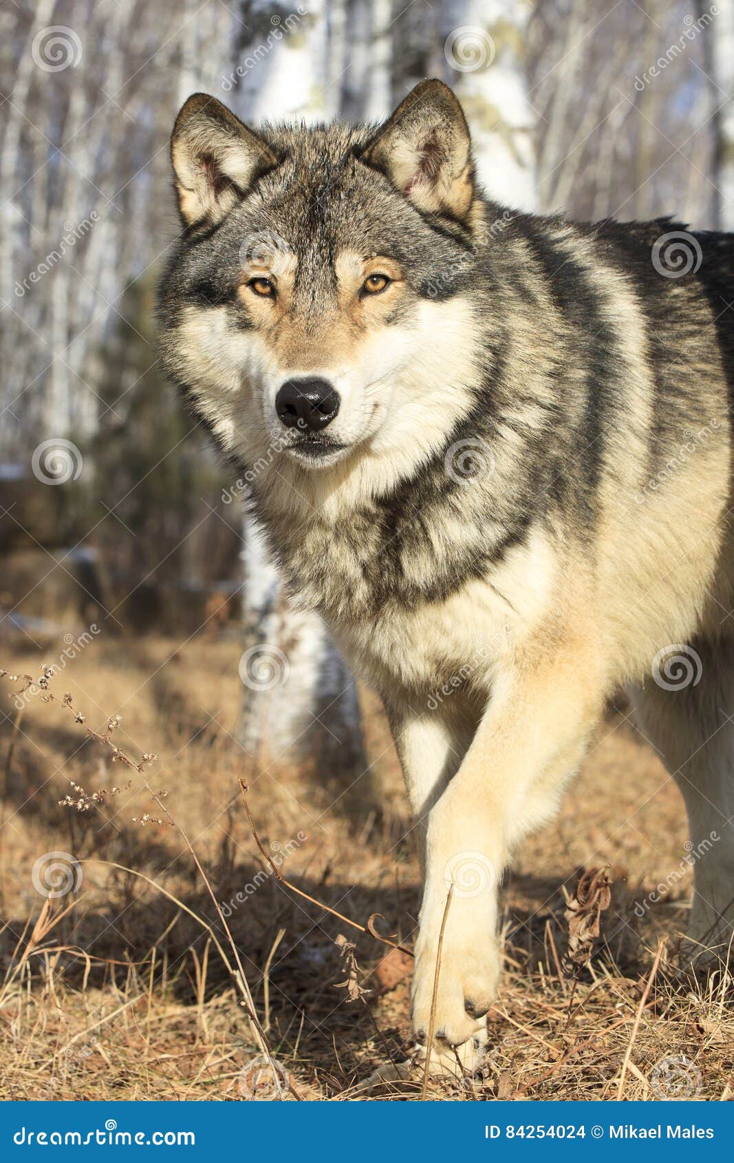Timber Wolf Walking in Forest Stock Photo - Image of clock, pups: 84254024