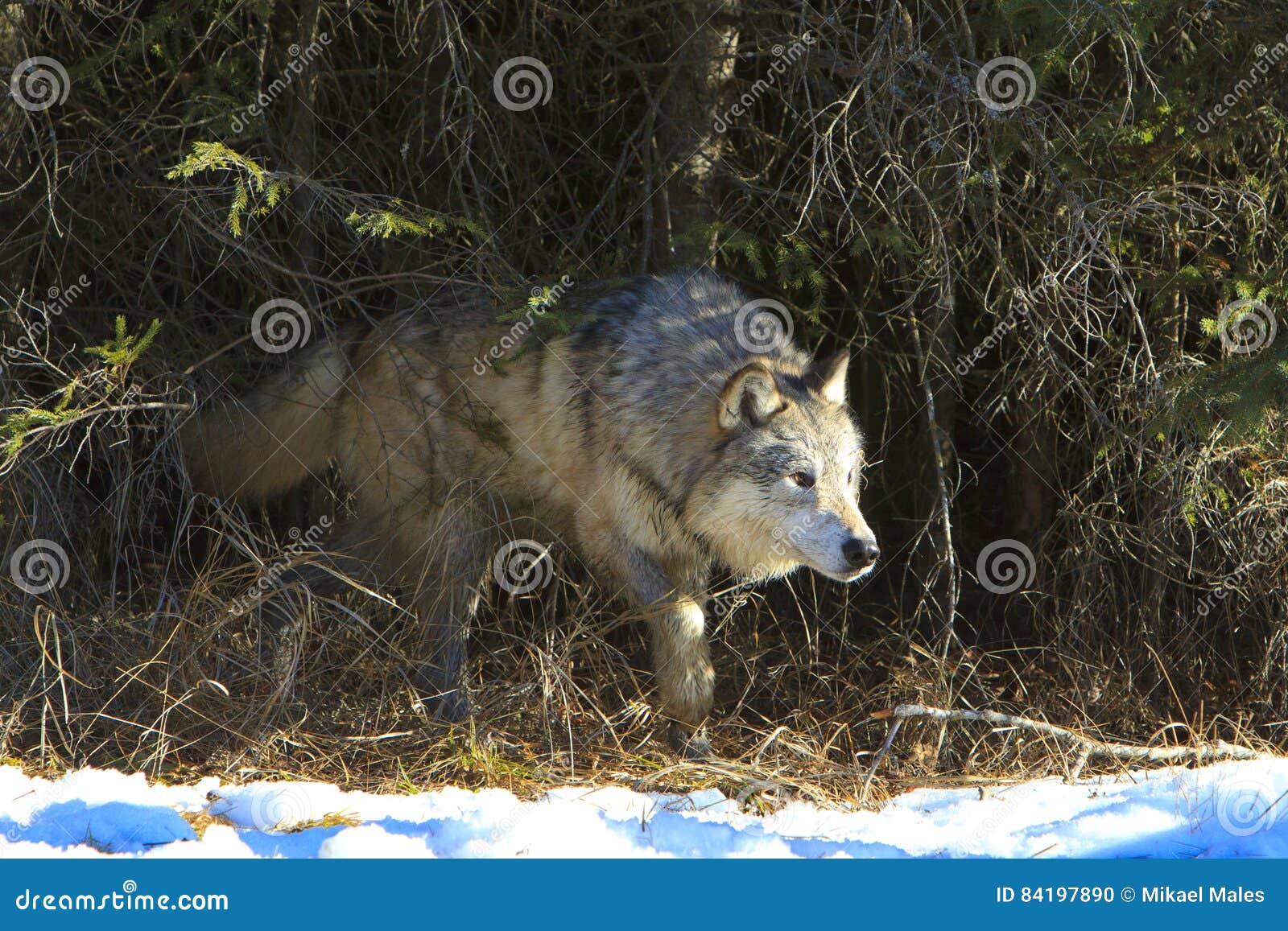 Timber Wolf Walking Out of Den in Timbers Stock Photo - Image of hunter ...