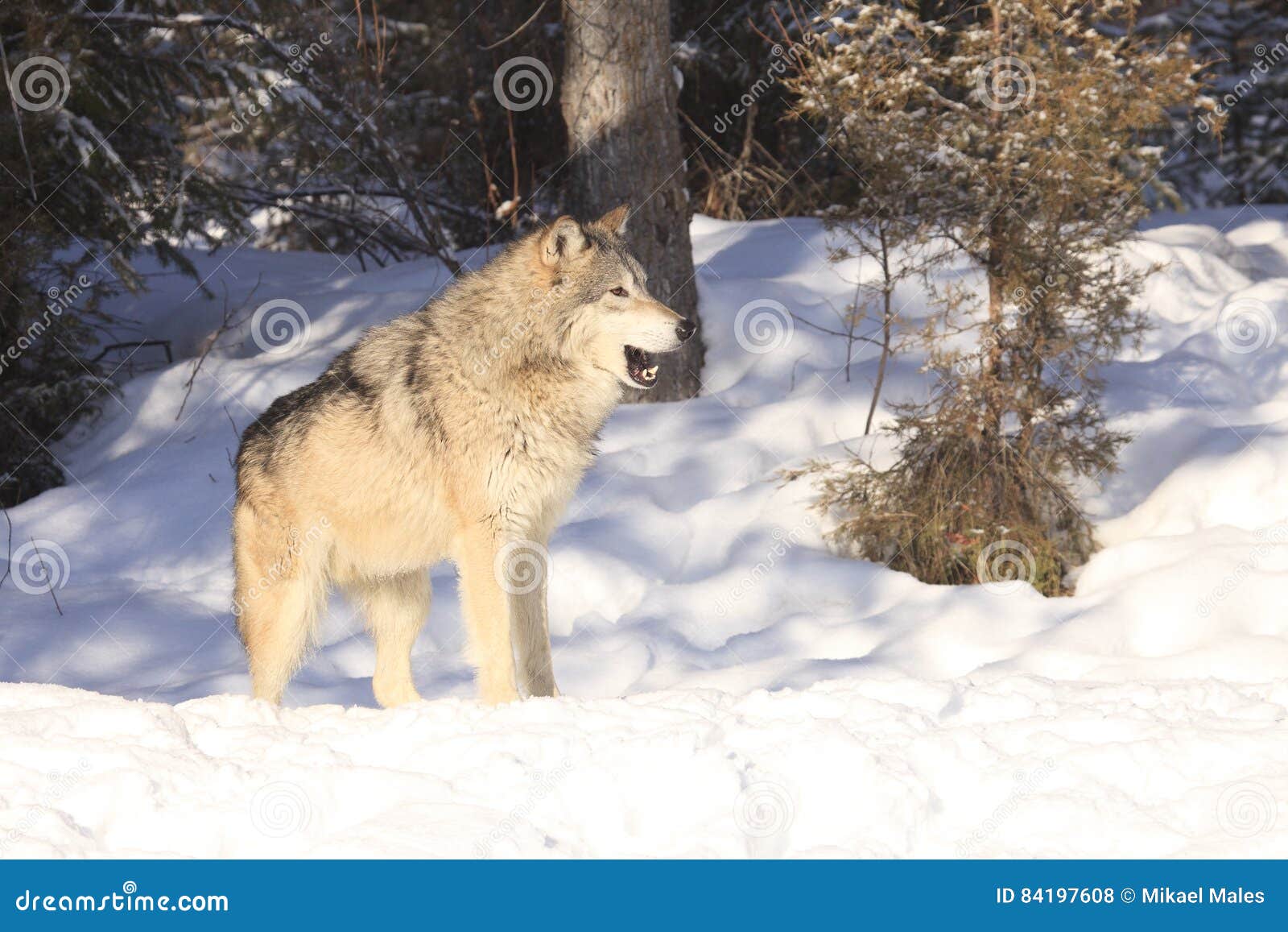 Timber Wolf Walking Out of Timbers Stock Photo - Image of lupus ...