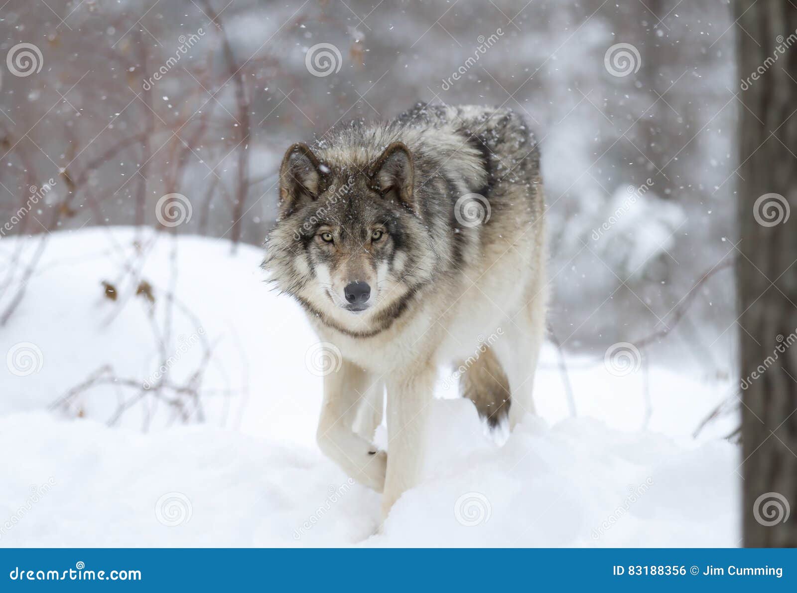 Timber Wolf Pair Stock Image | CartoonDealer.com #8984017