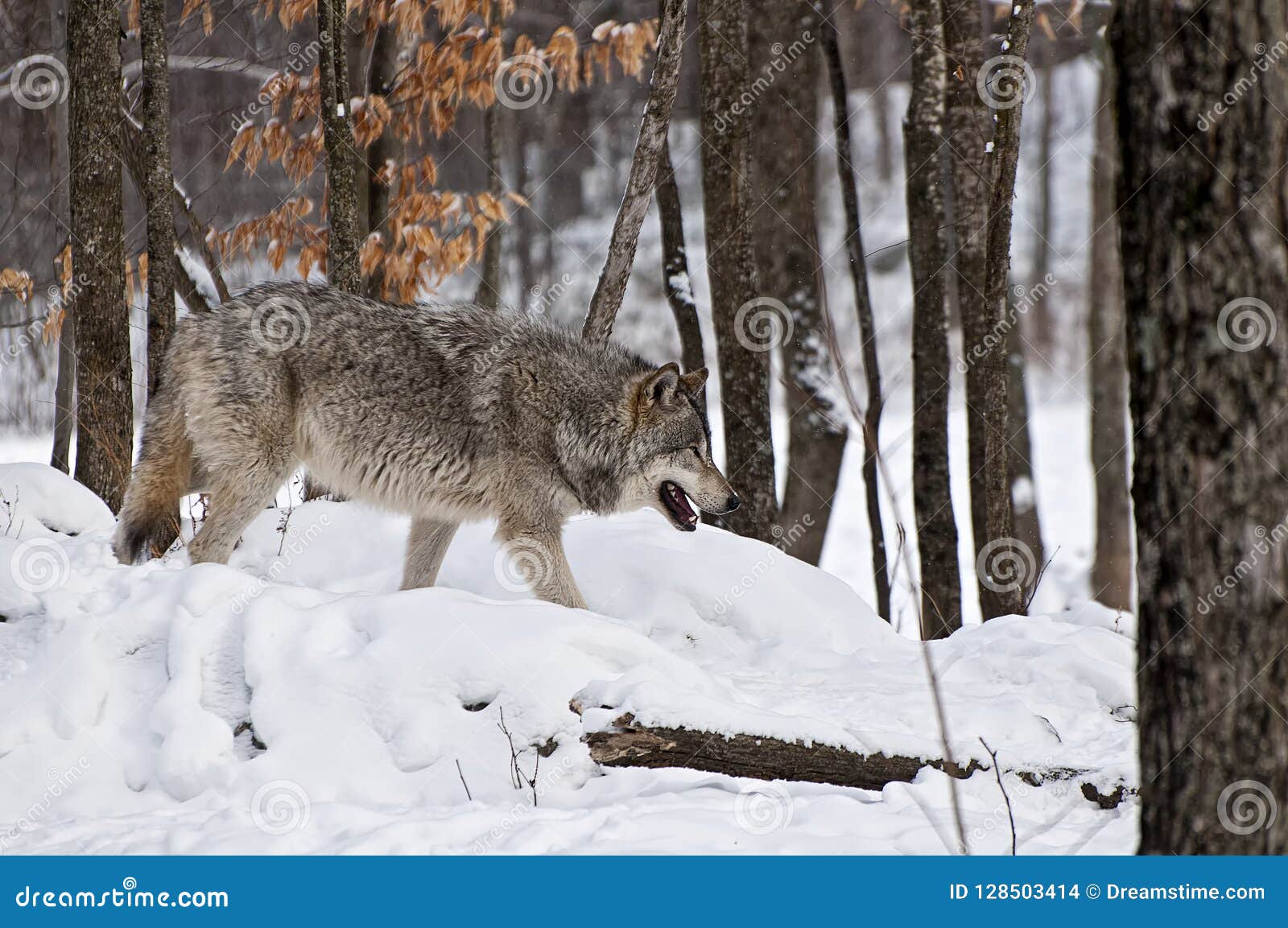 Timber Wolf Walking through the Snow Covered Forest. Stock Photo ...