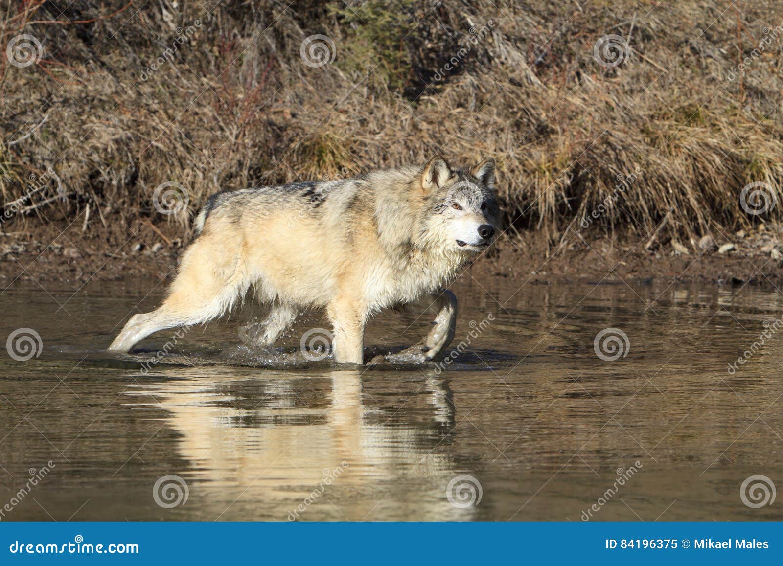 Timber Wolf Walking in Water Stock Image - Image of tongue, grey: 84196375