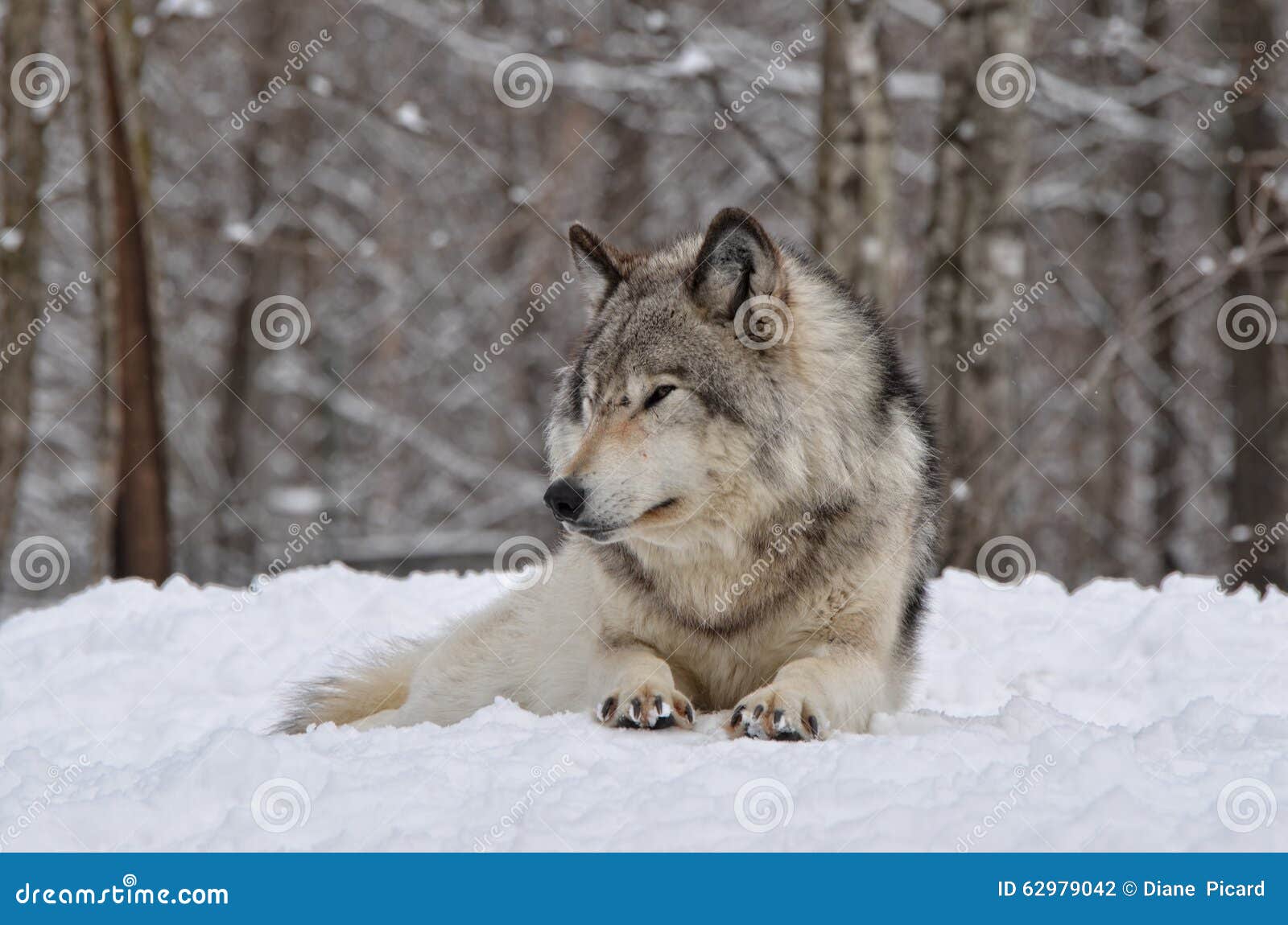 Timber Wolf stock photo. Image of wild, covered, snow - 62979042