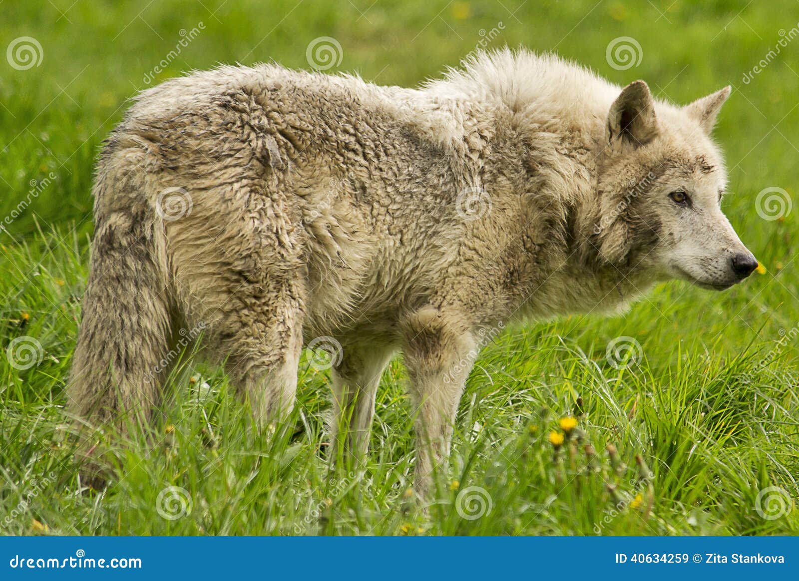 Timber wolf stock image. Image of northern, animal, nature - 40634259