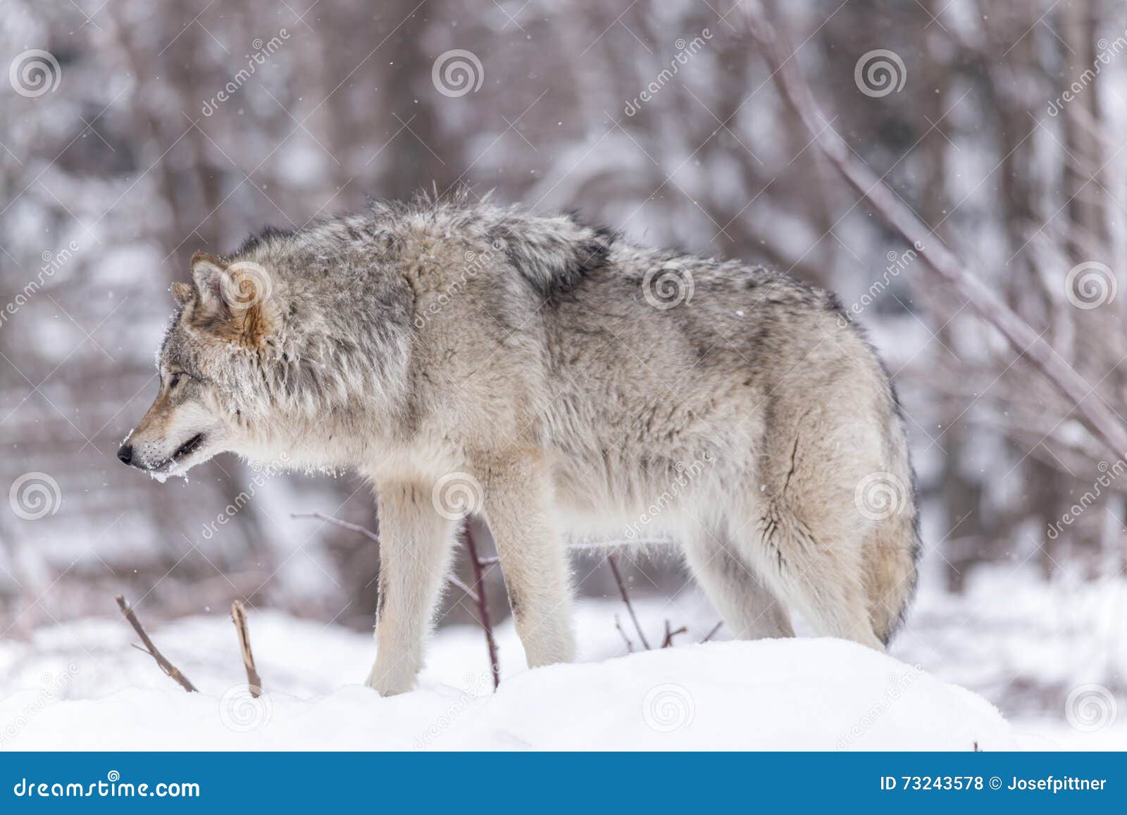 Timber Wolf in a Winter Forest Stock Photo - Image of furry, outside ...