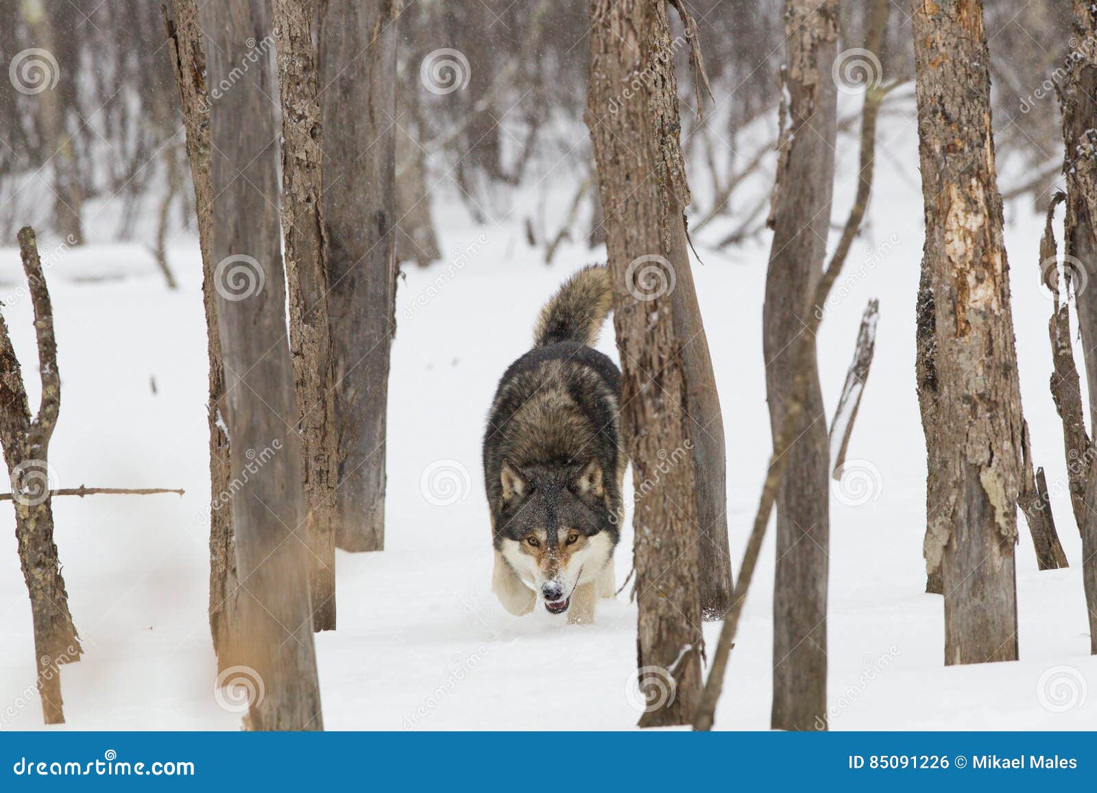 Timber Wolf Working the Timbers Stock Photo - Image of creature, snow ...