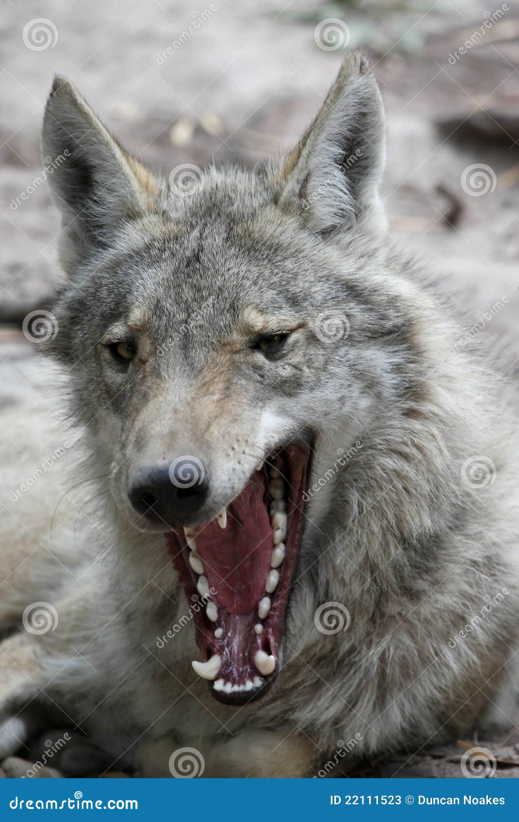 Timber Wolf Yawn stock image. Image of carnivore, natural - 22111523