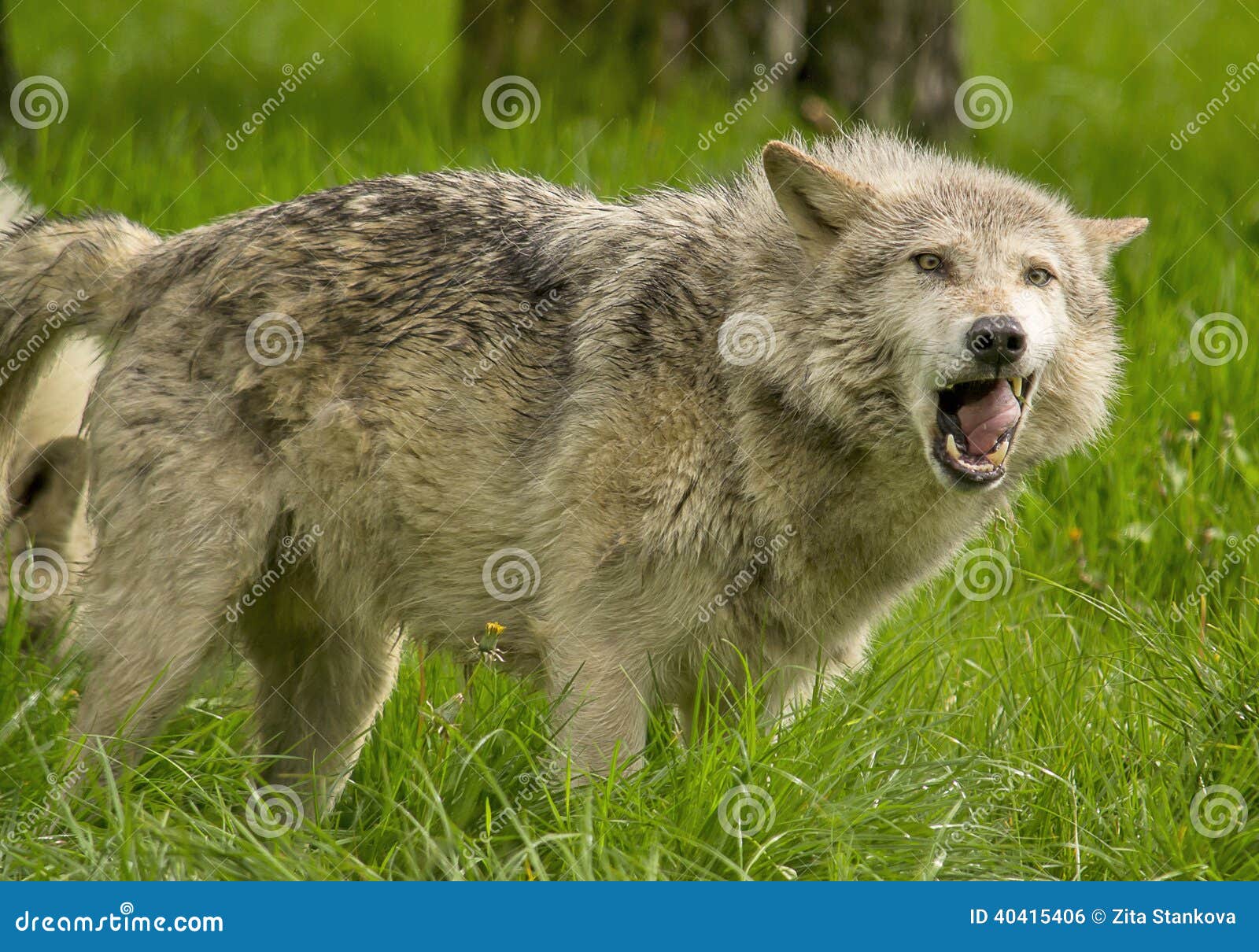Timber wolf yawning stock photo. Image of timber, green - 40415406