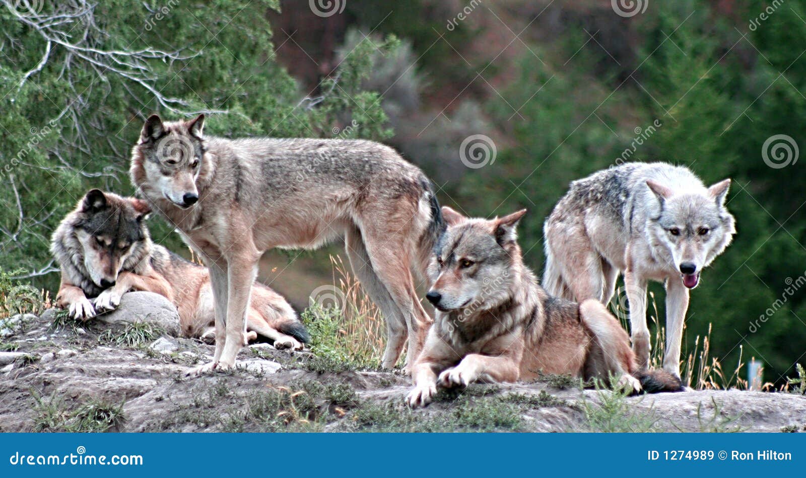Timber Wolves stock image. Image of predator, hunt, nature - 1274989