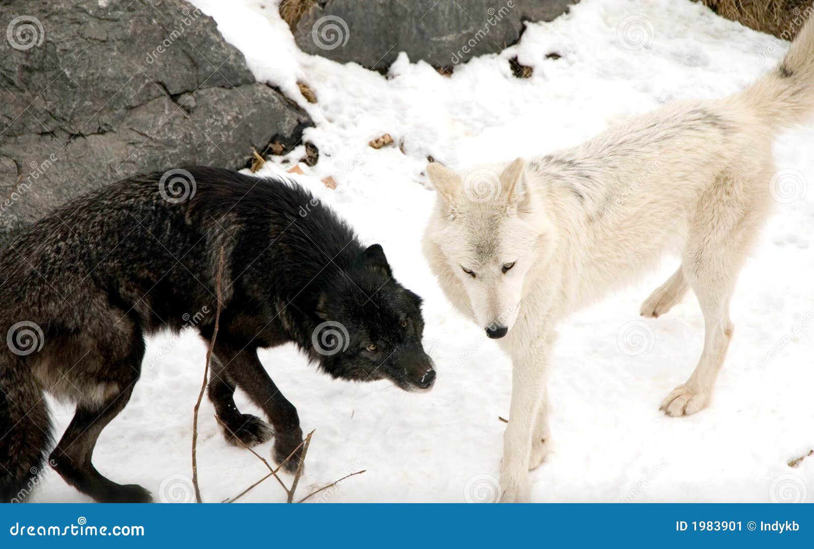 Timber Wolves stock image. Image of november, timberwolve - 1983901