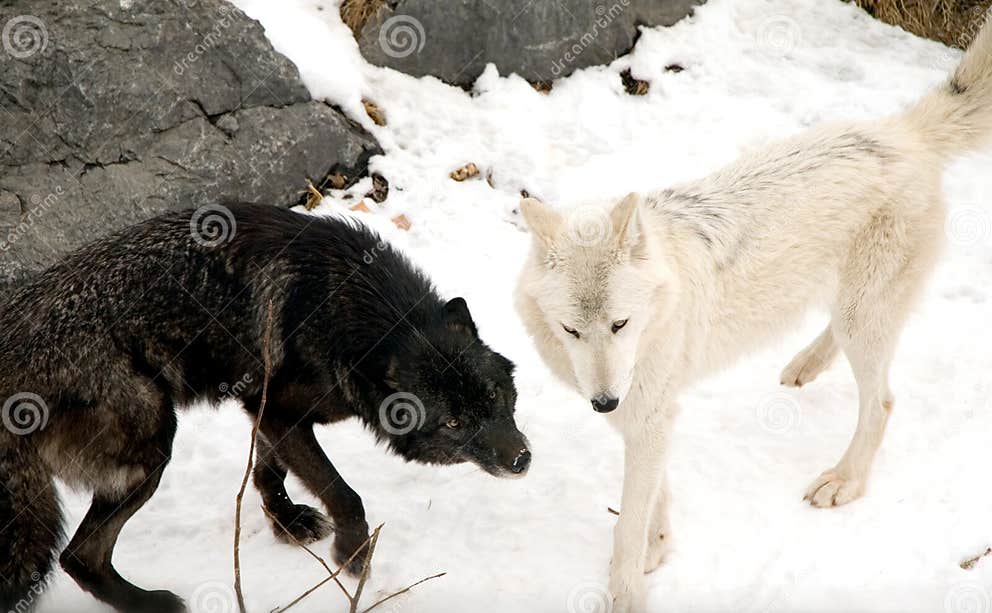 Timber Wolves stock image. Image of november, timberwolve - 1983901