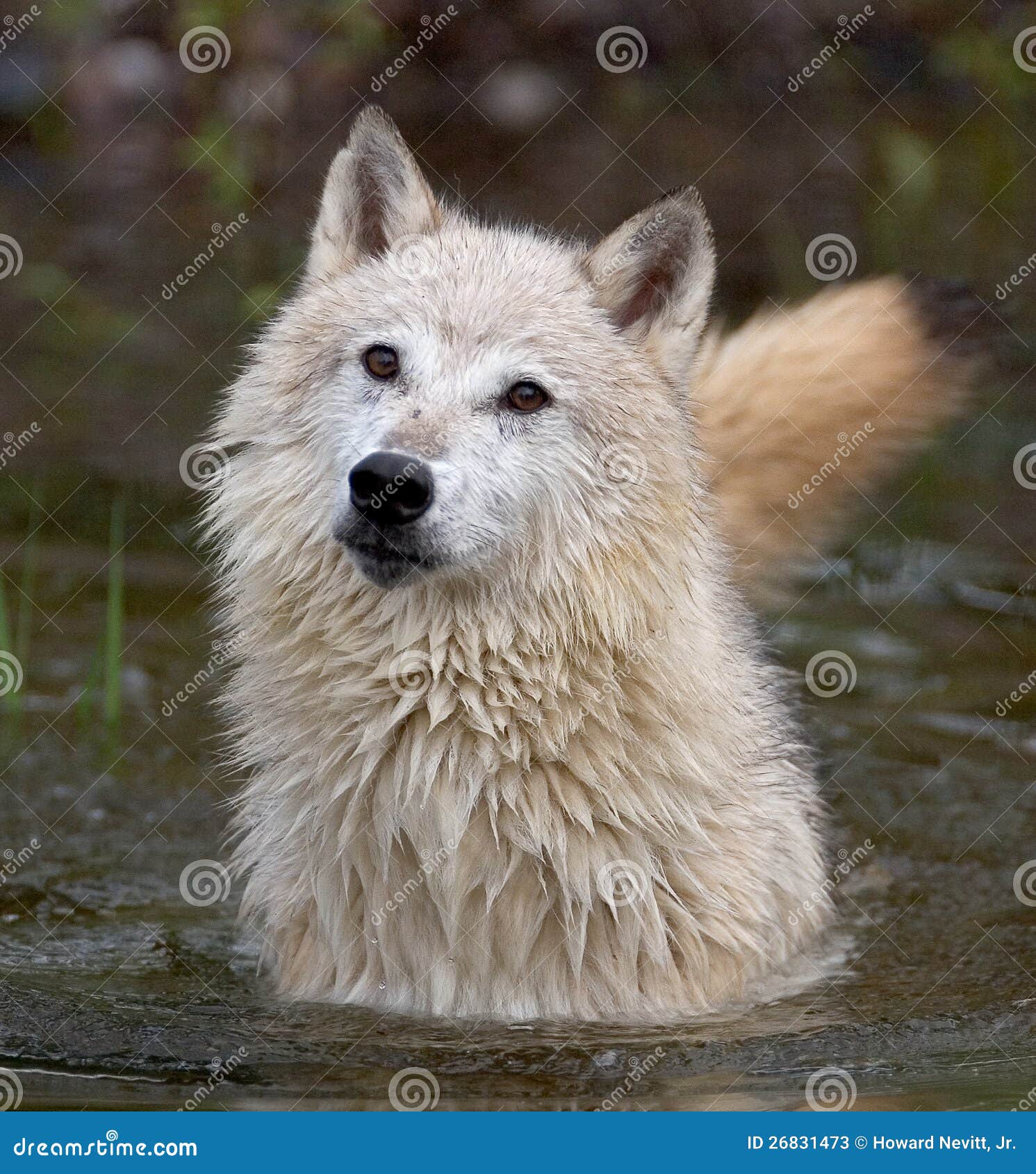Pair Of Timber Wolf Royalty-Free Stock Photo | CartoonDealer.com #47548179
