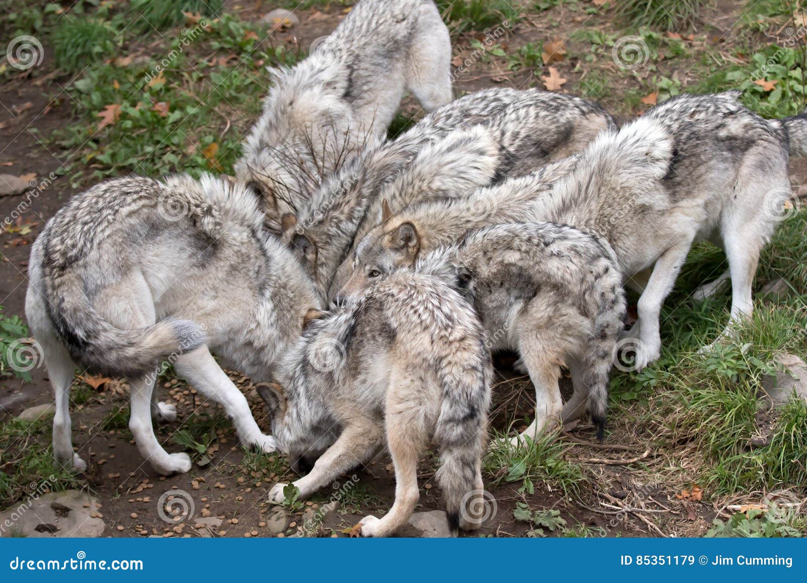 Timber Wolves or Grey Wolves (Canis Lupus) Feeding in Autumn in Canada ...