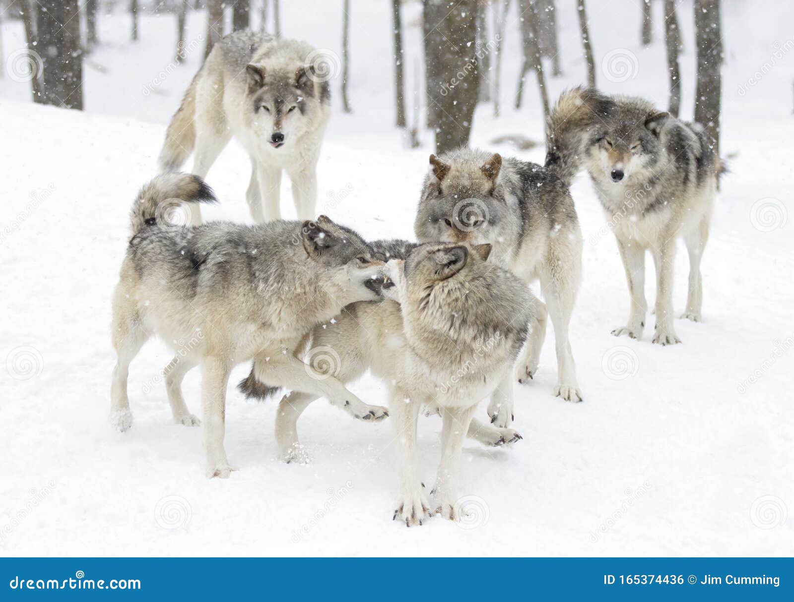 Wolf Pack Backgrounds