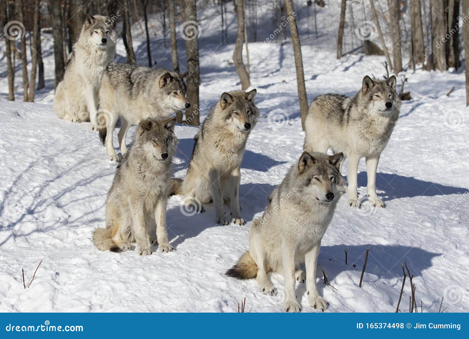 Timber Wolves or Grey Wolves, Timber Wolf Pack Standing in the Snow in ...
