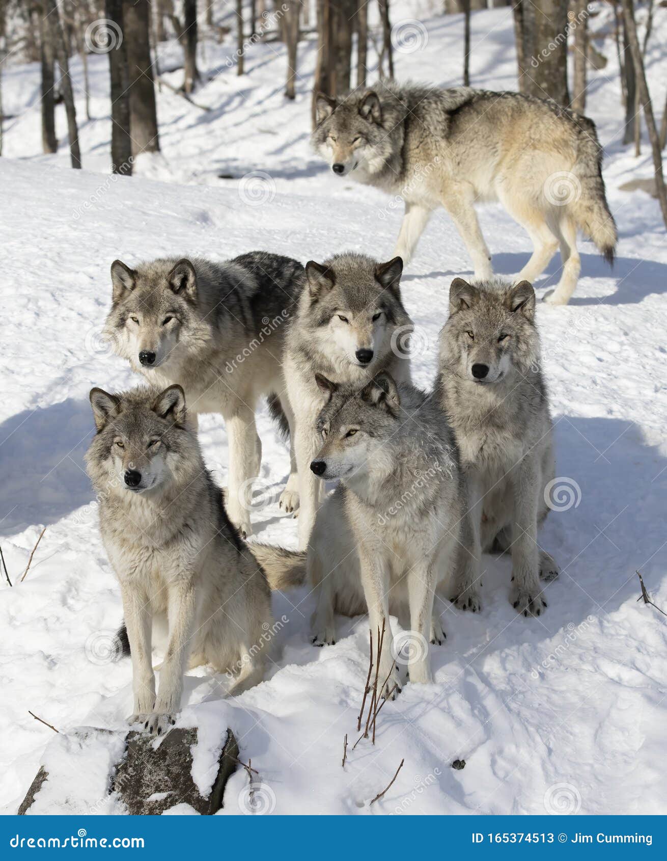 Timber Wolves or Grey Wolves, Timber Wolf Pack Standing in the Snow in ...