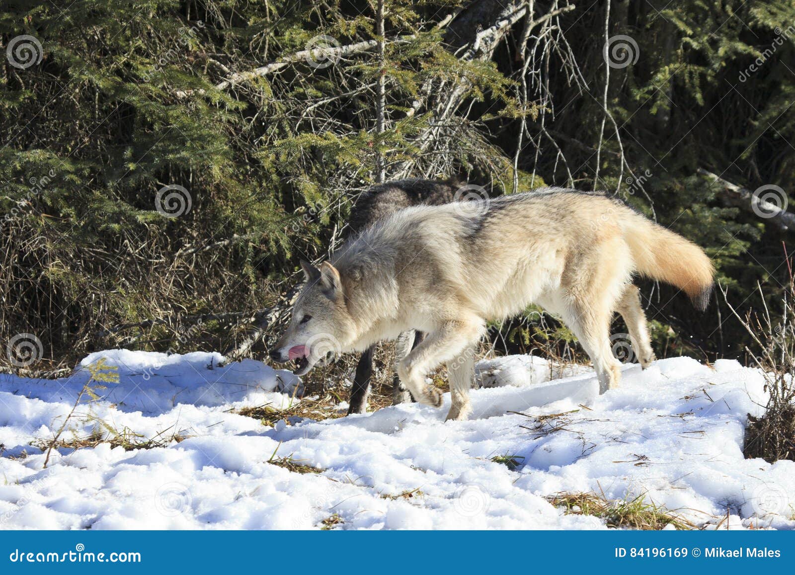 Timber Wolves Hunting by Forest Stock Image - Image of natural ...