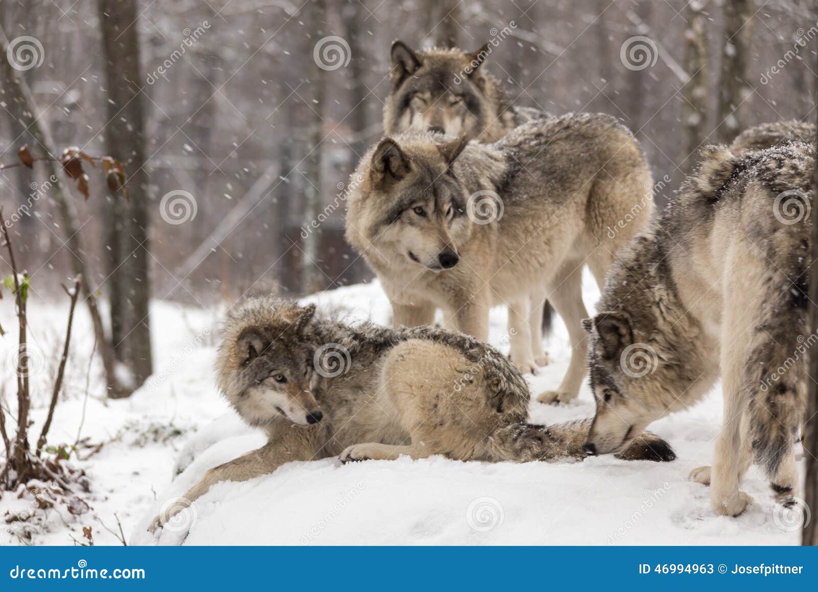 Timber Wolves at Play in Winter Stock Image - Image of beast, savage ...