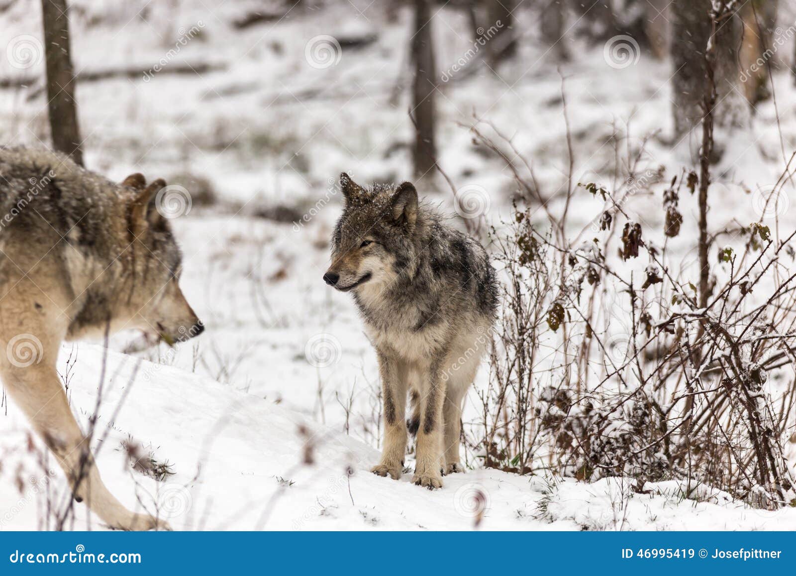 Timber Wolves at Play in Winter Stock Image - Image of scene ...