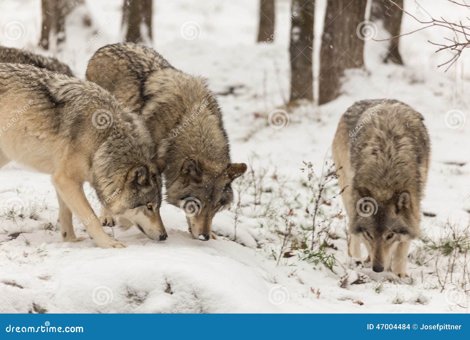 Timber Wolves at Play in Winter Stock Photo - Image of mammal, grey ...