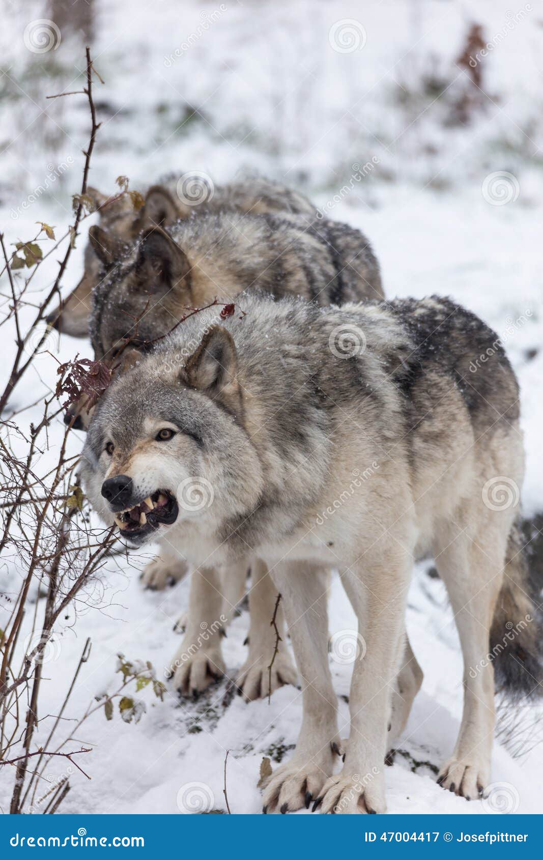 Timber Wolves at Play in Winter Stock Image - Image of stare, dangerous ...