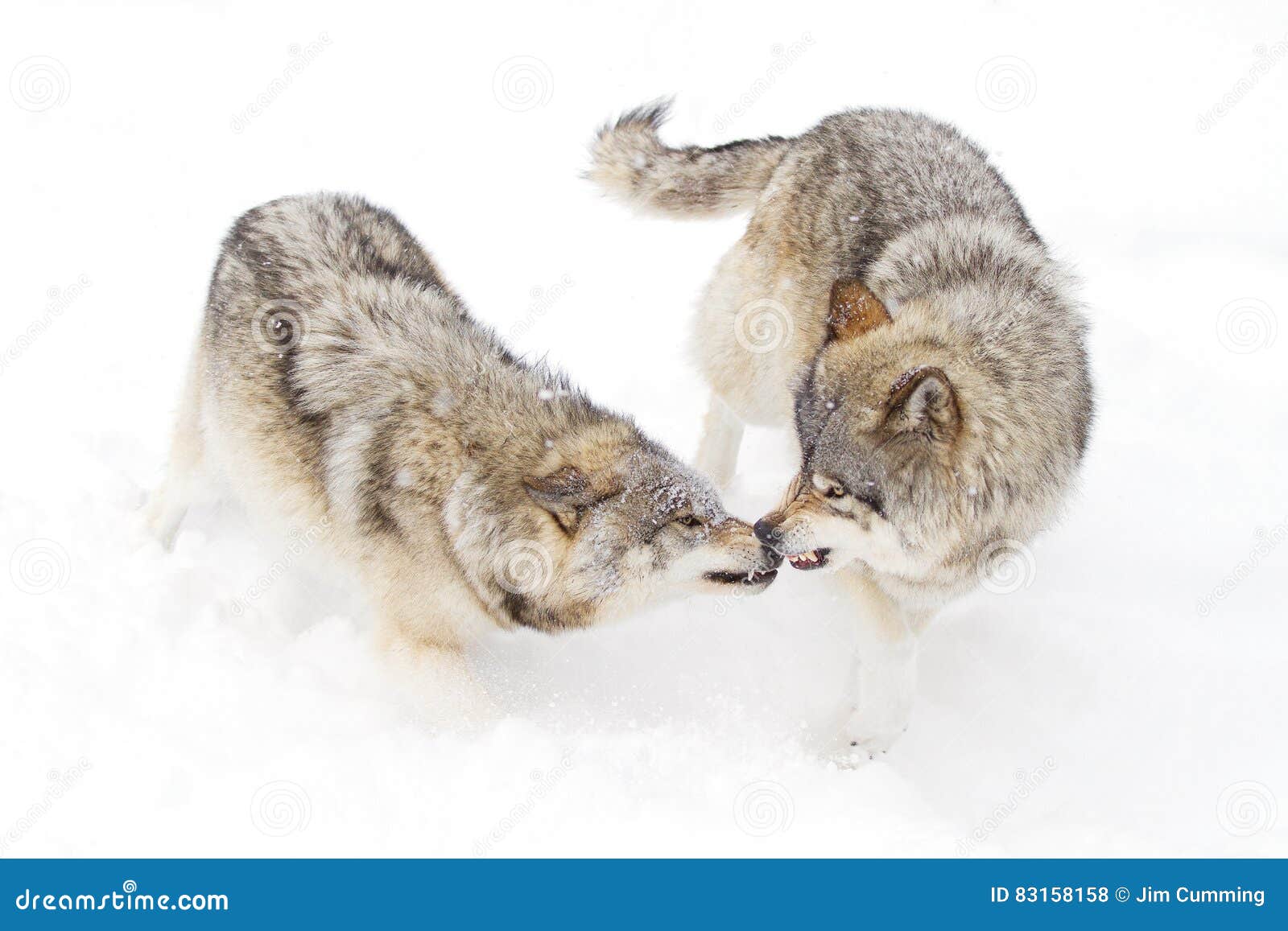 Timber Wolves or Grey Wolves (canis Lupus) Playing in the Snow on a ...