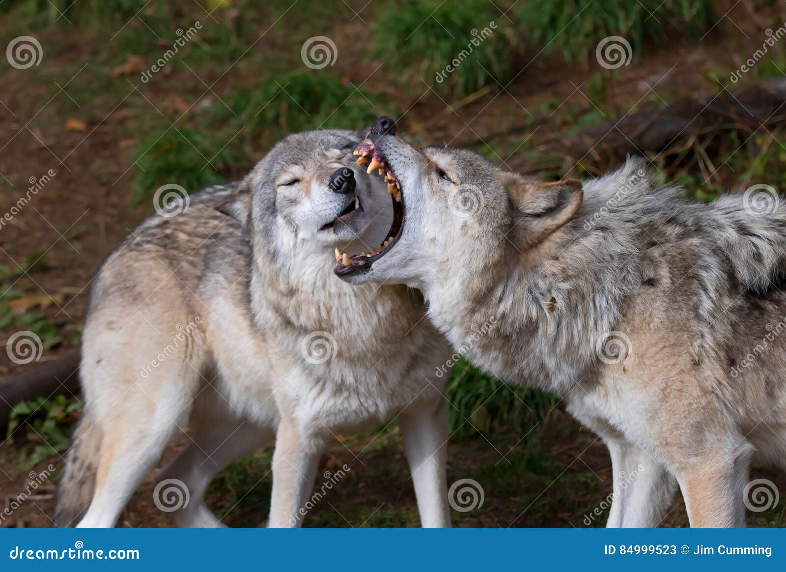 Timber Wolves or Grey Wolves (canis Lupus) Playing with Each Other in ...